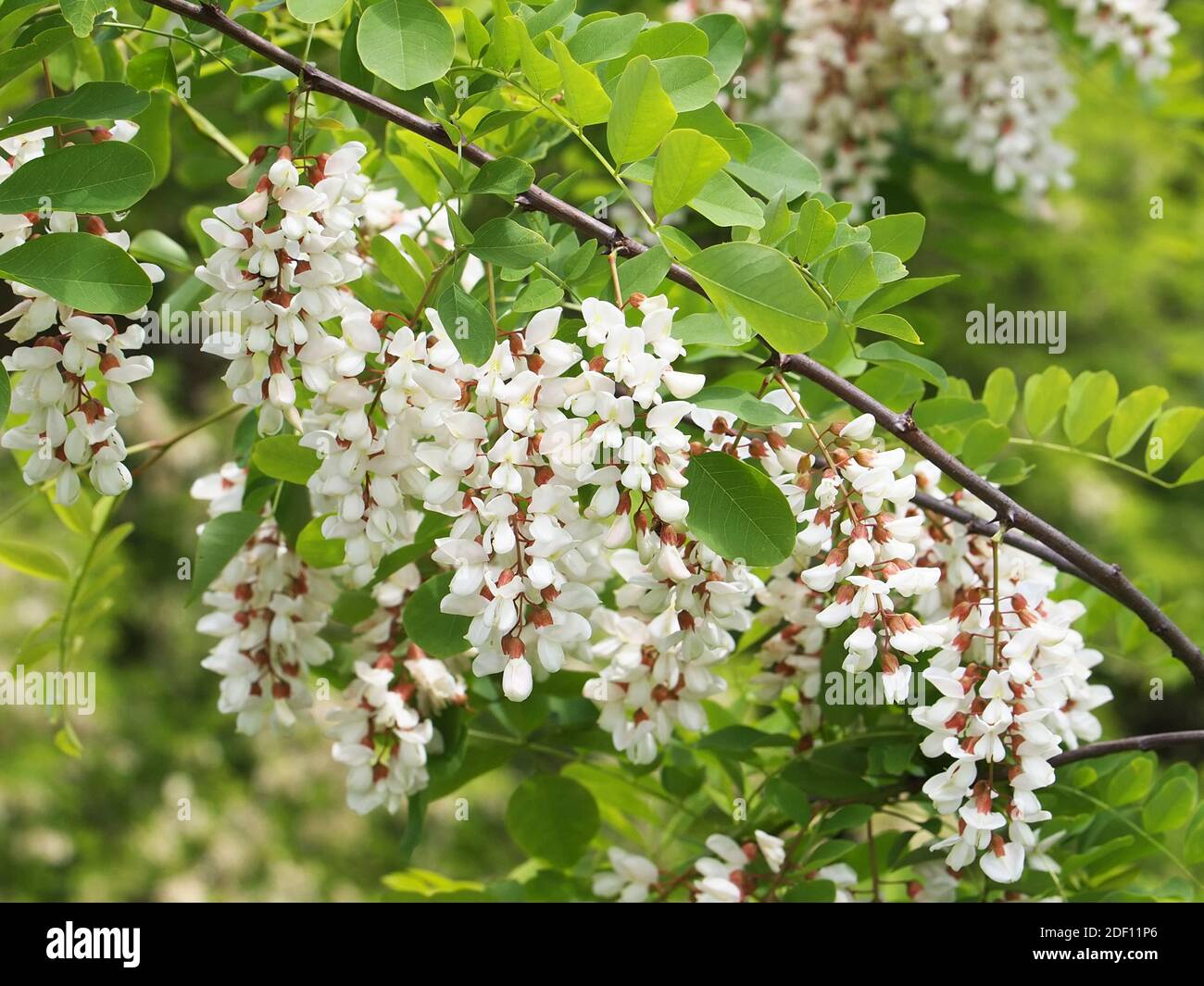Locust tree blossom in spring, Robinia pseudoacacia Stock Photo - Alamy