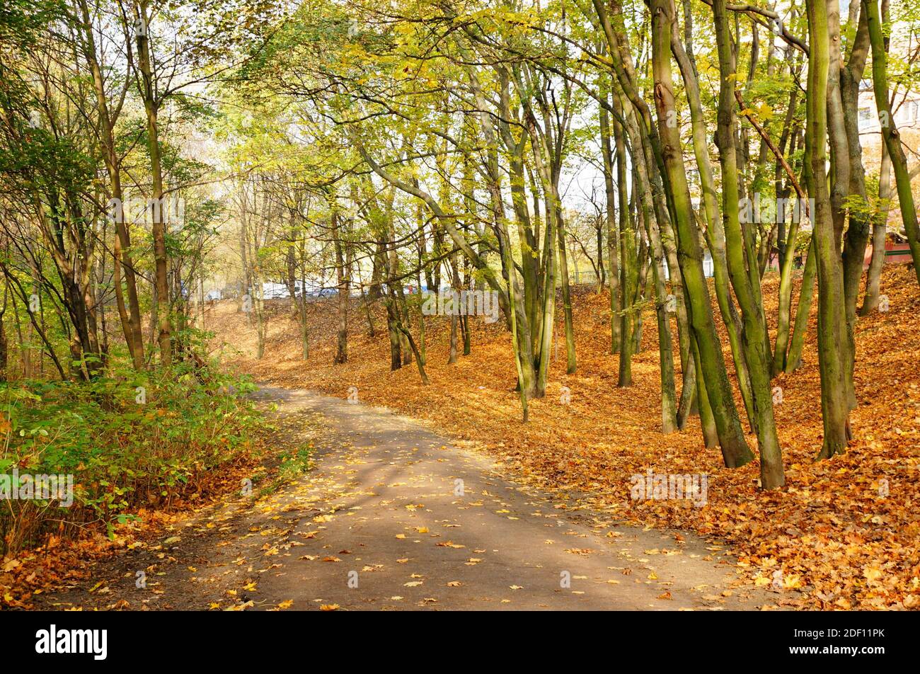 A path under a wooded area with leaves covering the ground Stock Photo ...