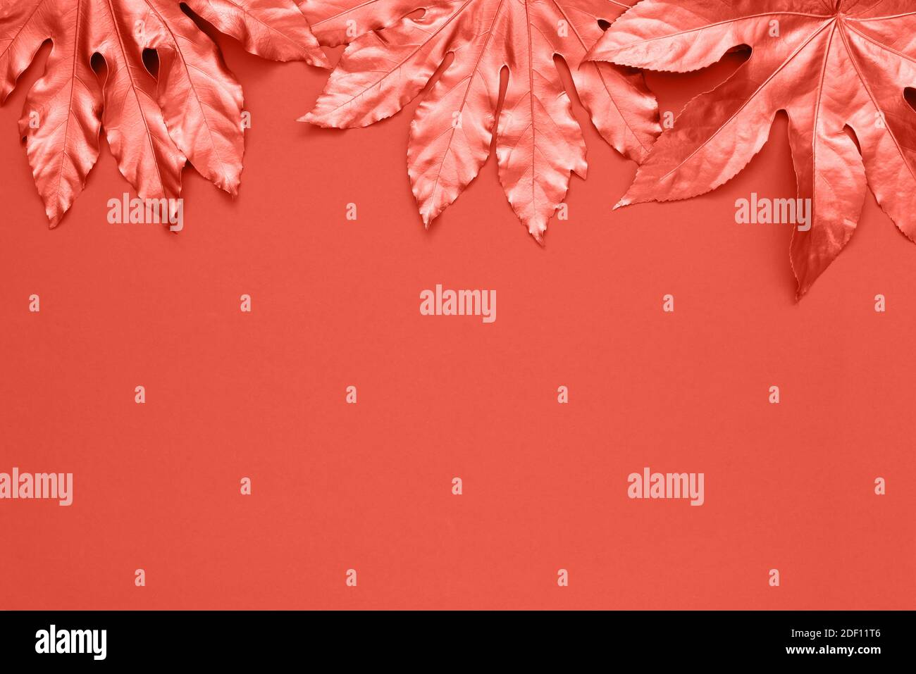 Coral colored tropical leaves on bright coral color backdrop. Minimal ...