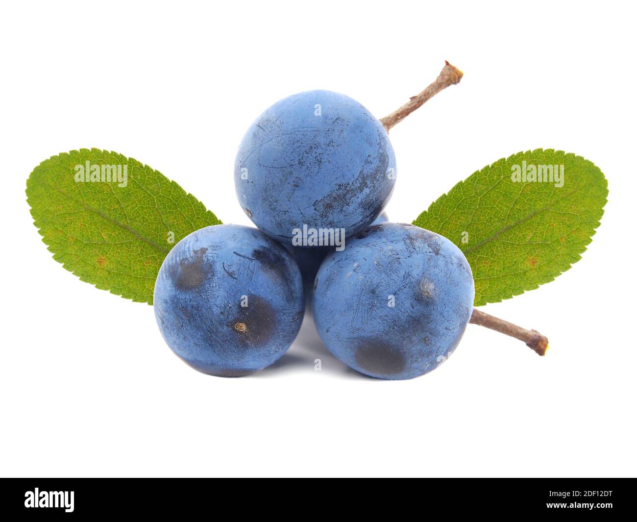 Blackthorn or sloe berries isolated on white background, Prunus spinosa ...