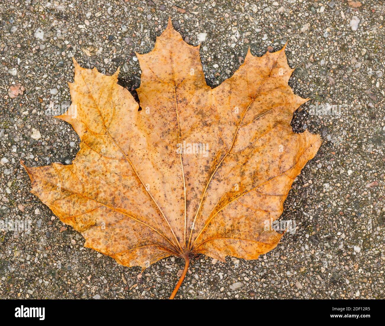 A top view of a brown dried maple leaf on a concrete ground Stock Photo ...