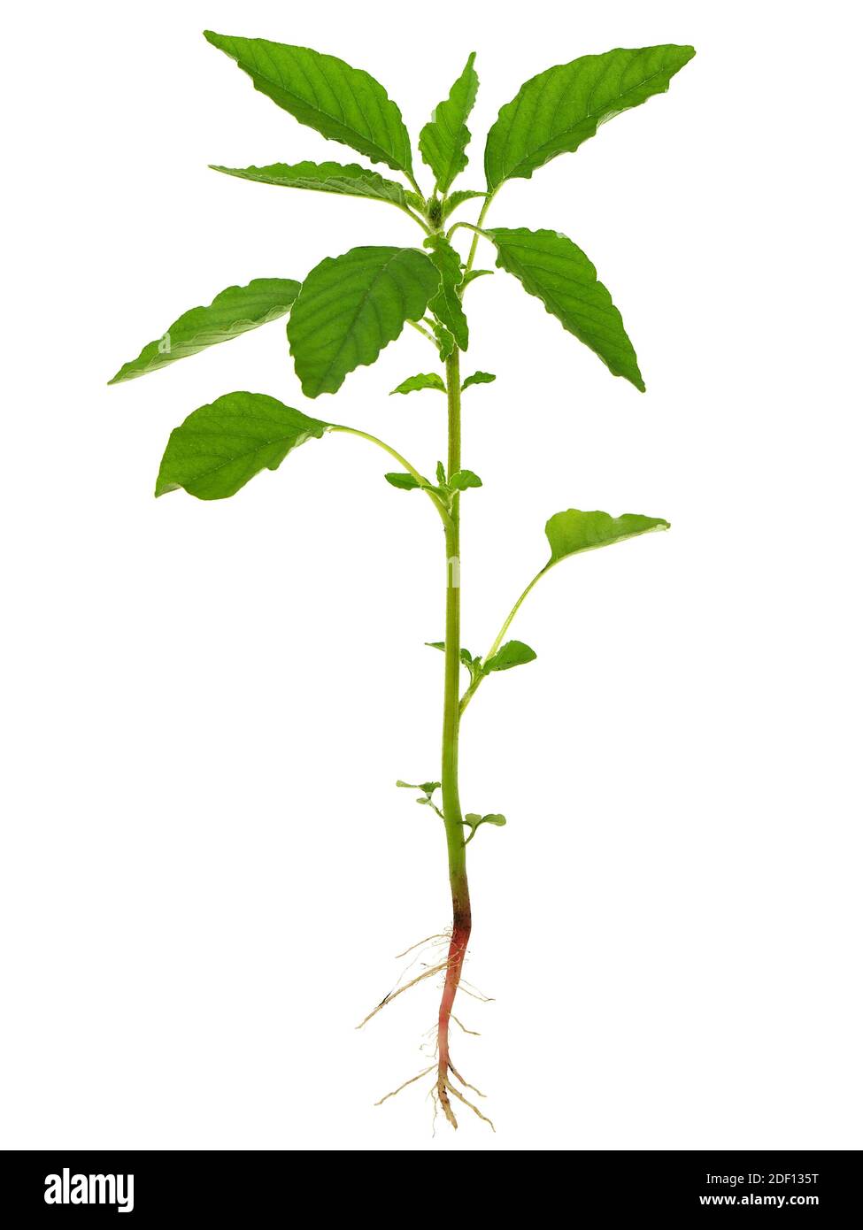 Redroot pigweed plant isolated on white, Amaranthus retroflexus Stock ...