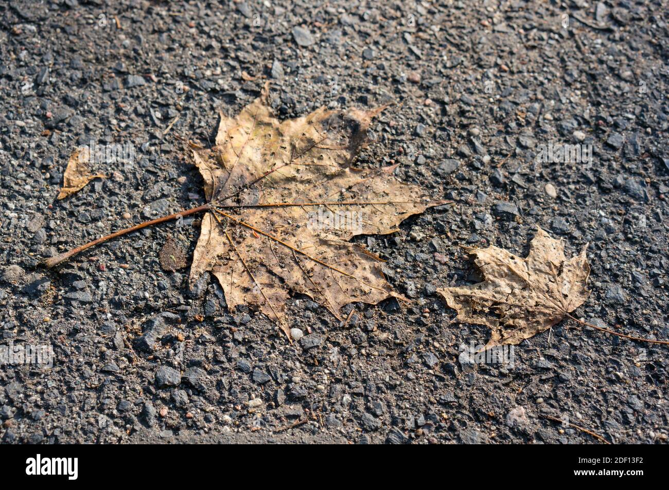 A top view shot of few brown maple leaves on the ground Stock Photo - Alamy