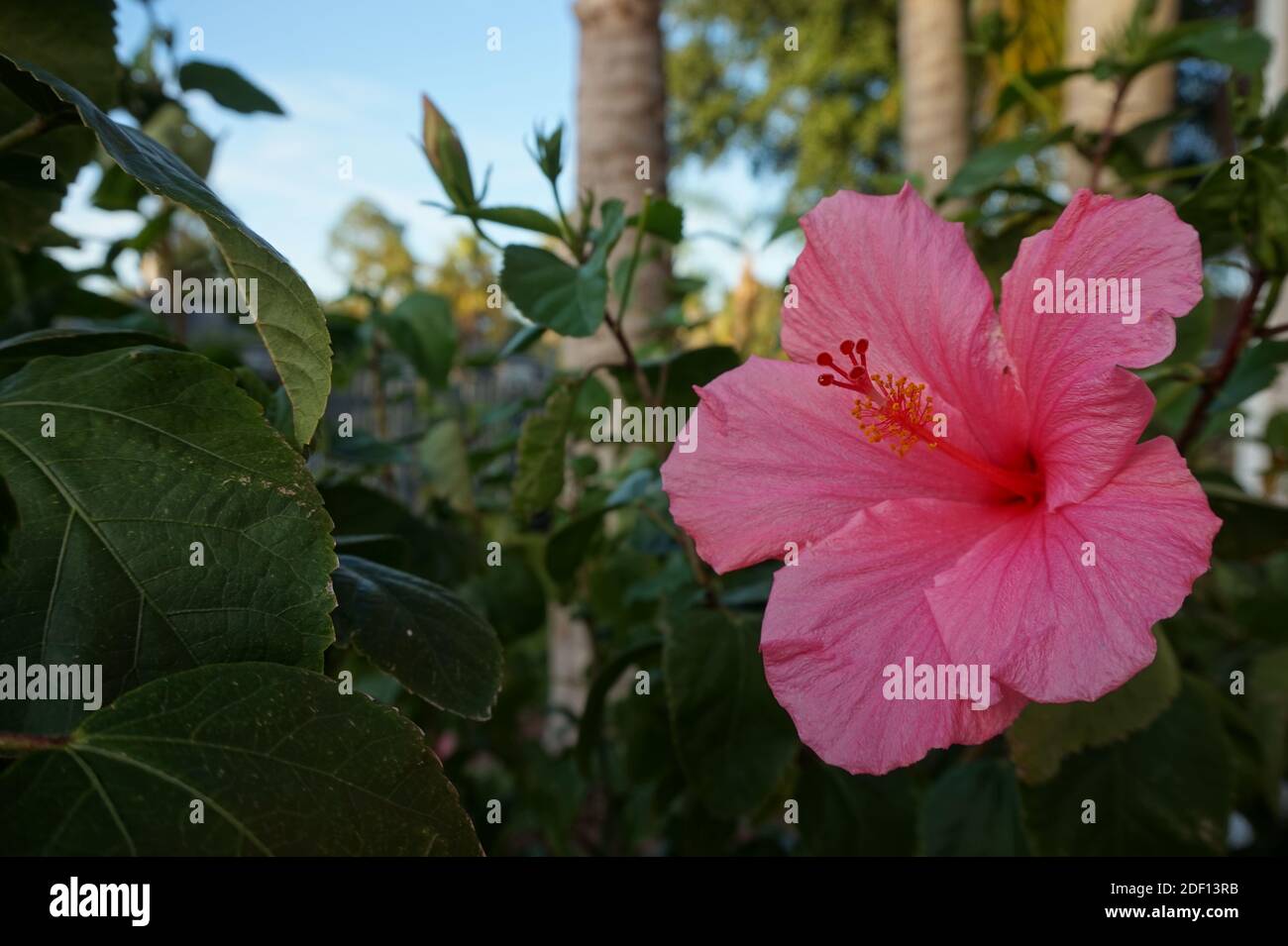 Pink Hibiscus Flower Stock Photo - Alamy