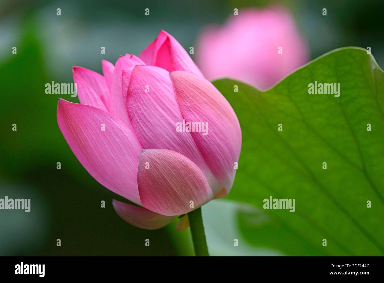 Flowers of the lotus plant, Nelumbo nucifera, in a lake in a park in ...