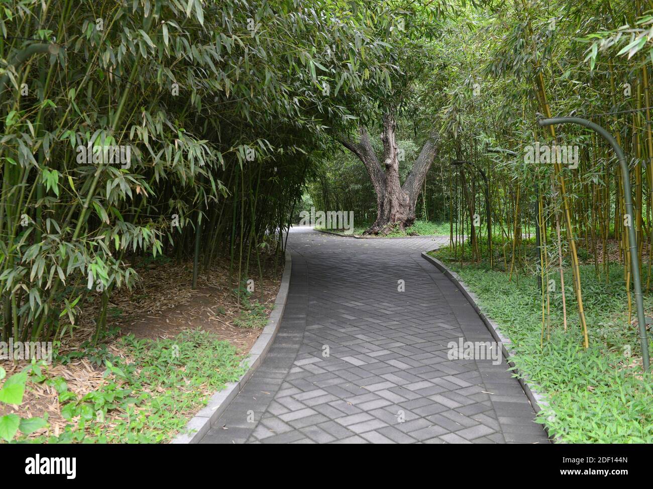 A bamboo-lined path in the Black Bamboo Park in western Beijing, China ...