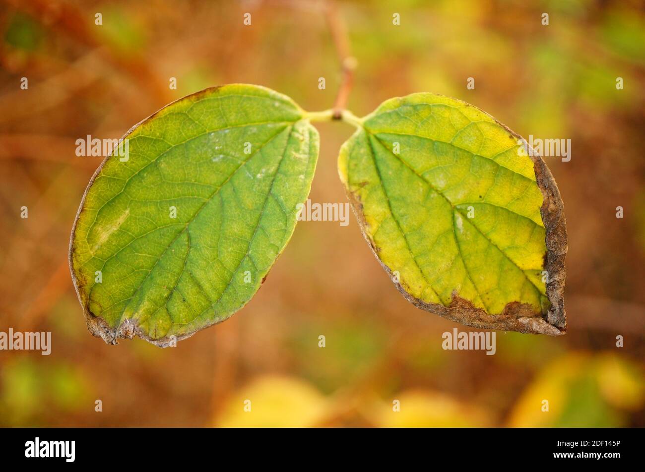 Leaves with brown edges hi-res stock photography and images - Alamy