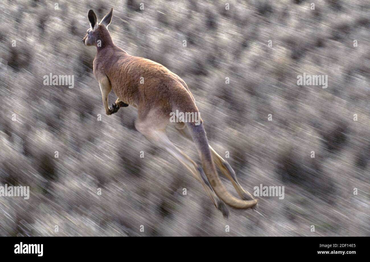 Red kangaroo in the Australian outback in full flight Stock Photo - Alamy