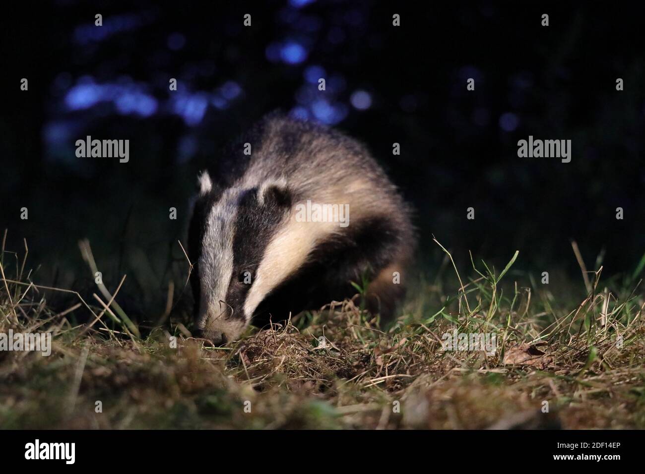 The European badger, also known as the Eurasian badger, is a badger ...