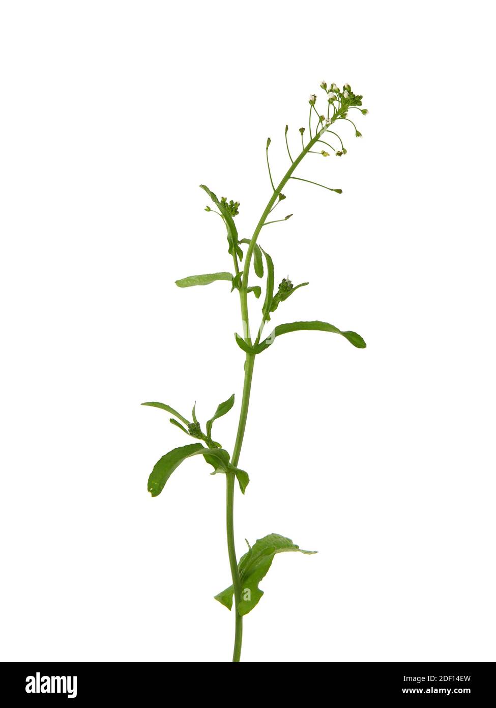 Shepherd purse plant isolated on white, Capsella bursa-pastoris Stock ...