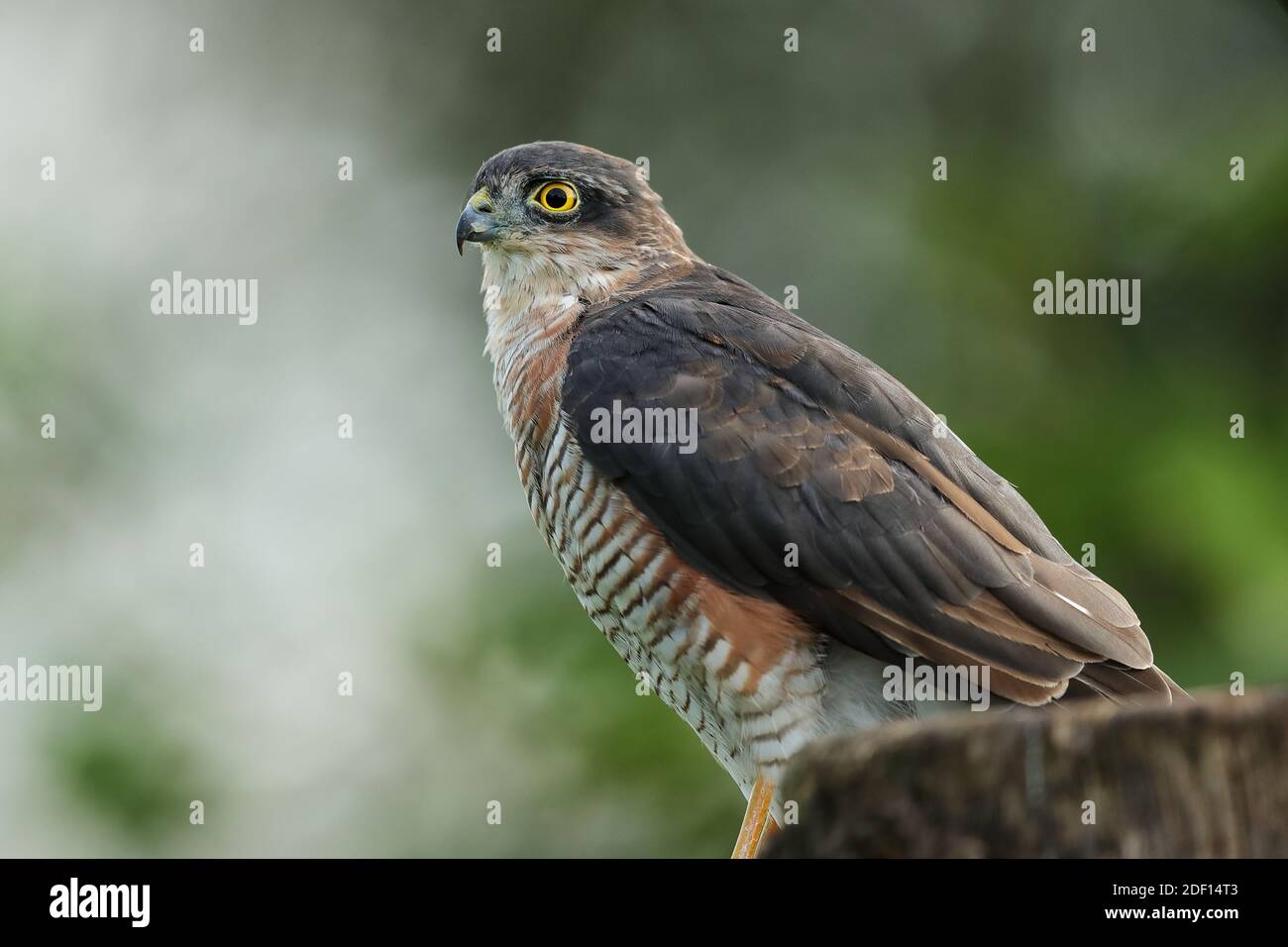 The Eurasian sparrowhawk, also known as the northern sparrowhawk or ...