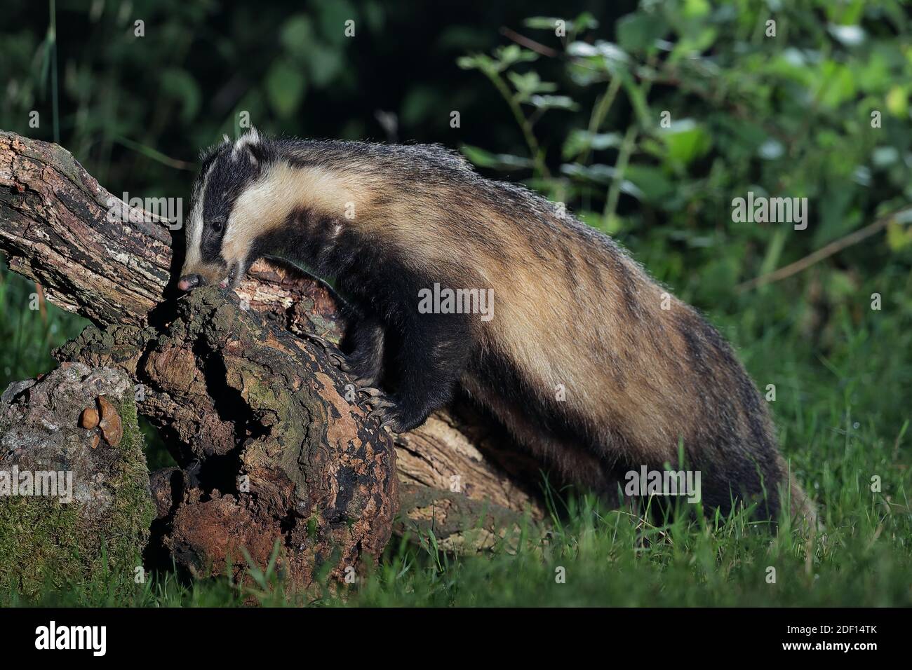 The European badger, also known as the Eurasian badger, is a badger ...