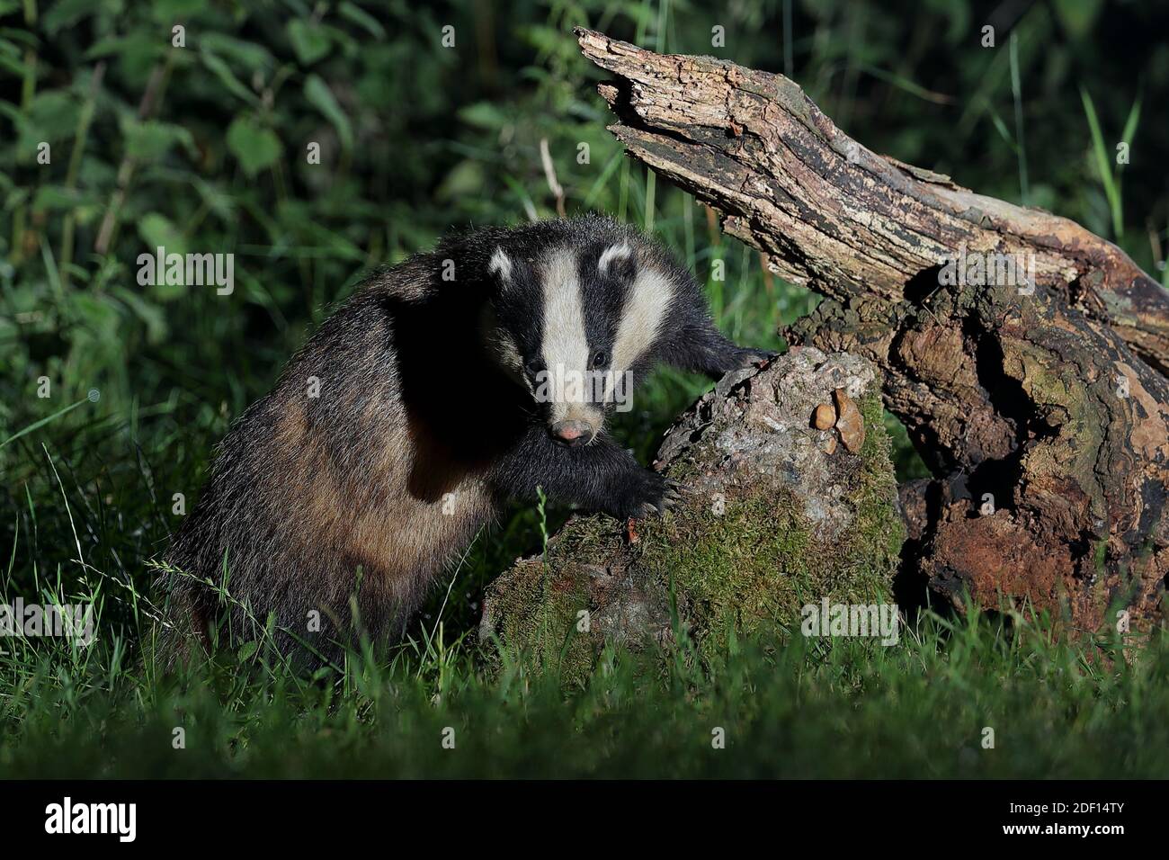 The European badger, also known as the Eurasian badger, is a badger ...