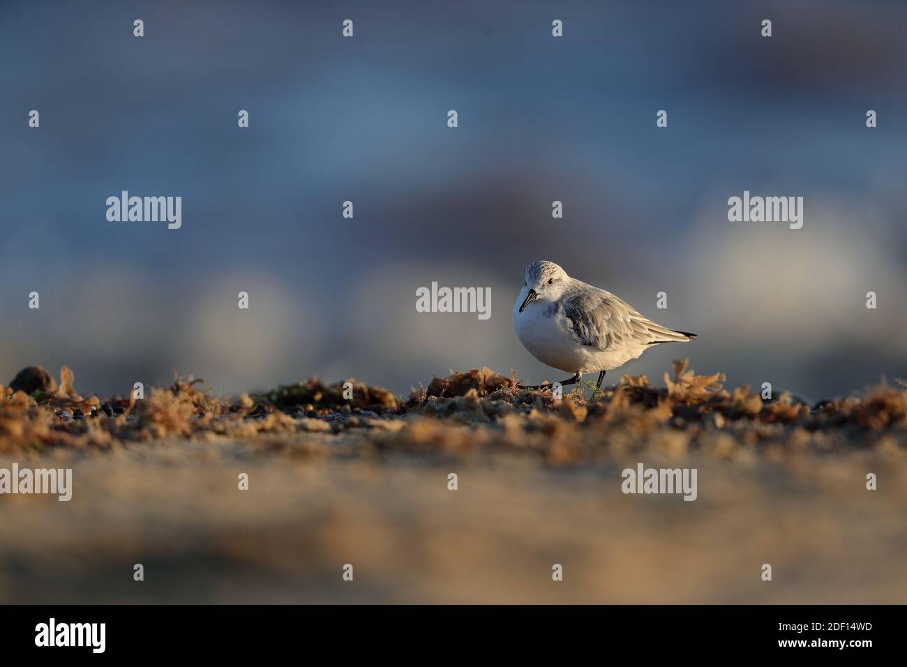 The sanderling is a small wading bird. The name derives from Old ...