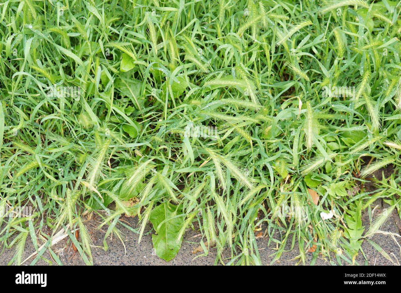 A top view of grasses with green fluffy flowers Stock Photo - Alamy