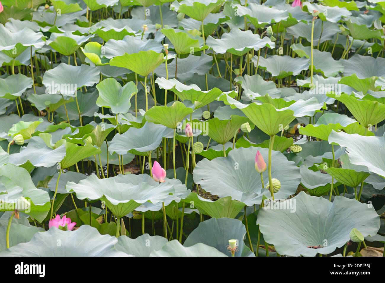 Lotus plants in flower in a lake at the Summer Palace in Beijing, China ...