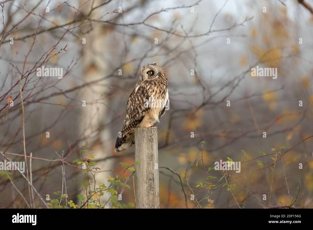 The short-eared owl is a widespread grassland species in the. Owls ...