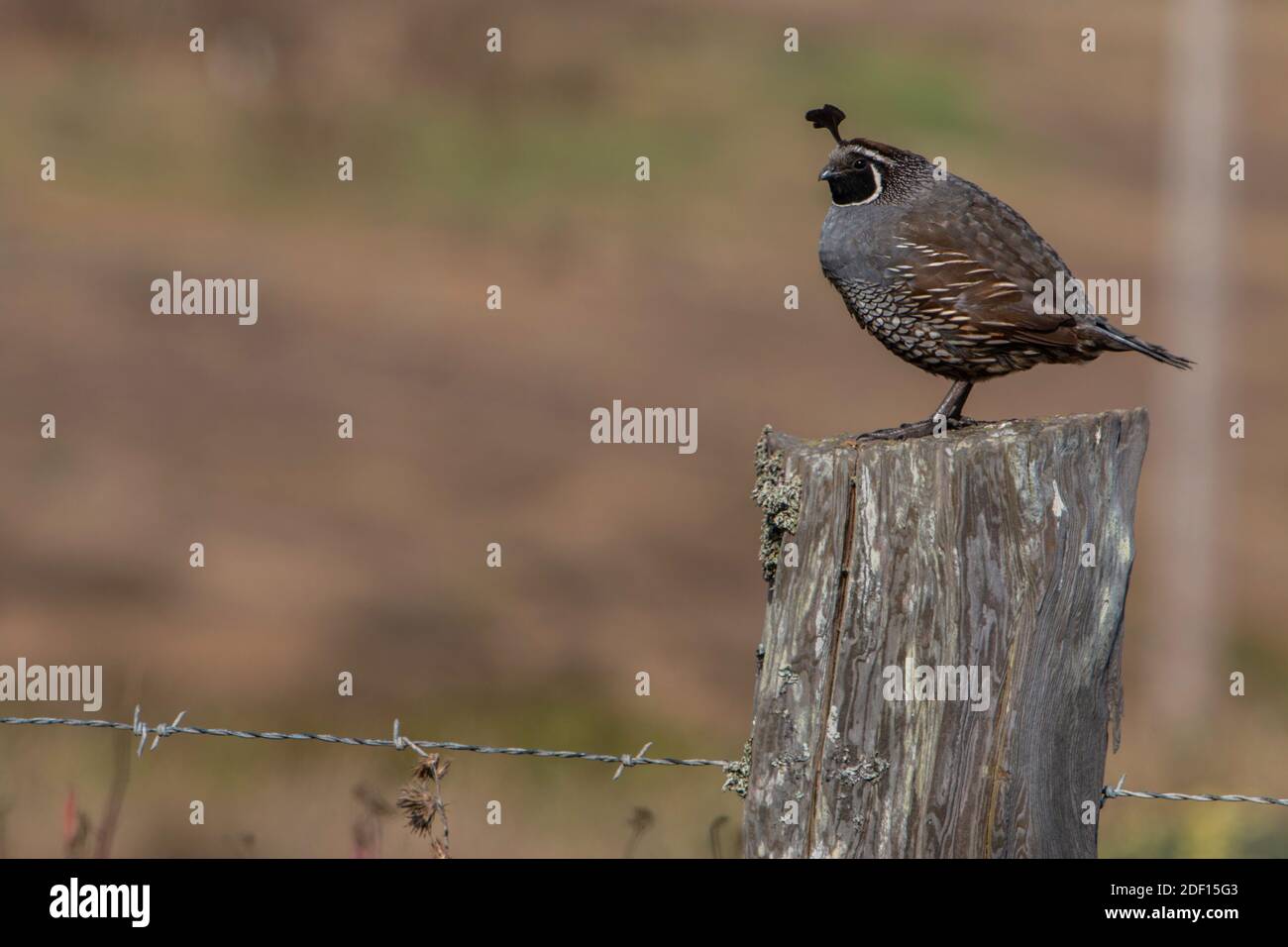 Fat male quail sitting on a fence post on the drive to Point Reyes ...