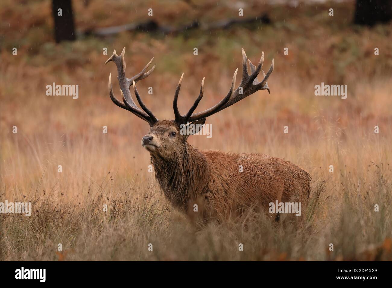 The red deer is one of the largest deer species. The red deer inhabits ...