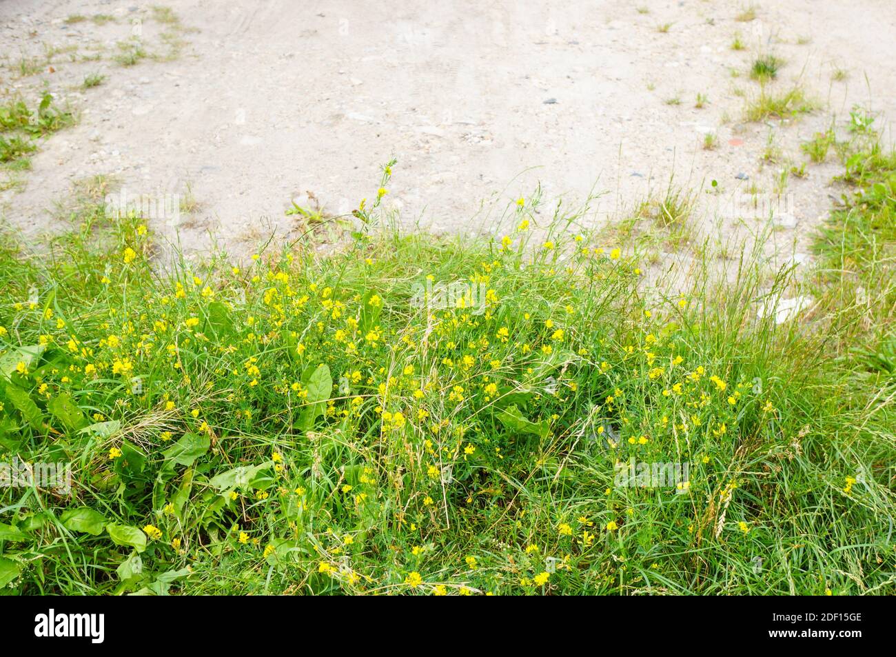 A top view of weeds and grasses with yellow flowers growing on sand ...
