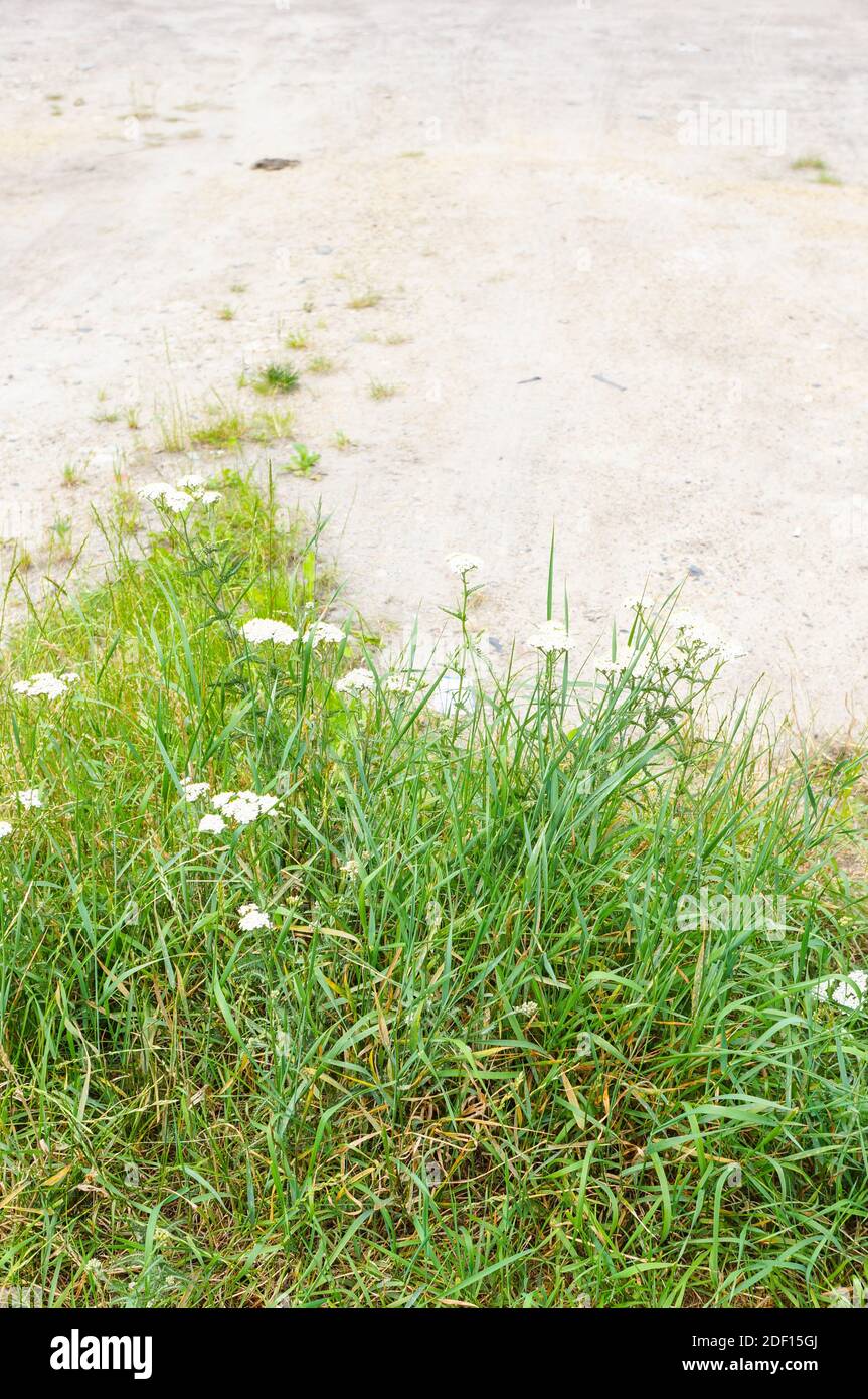 A vertical image of grasses growing on white sand Stock Photo - Alamy