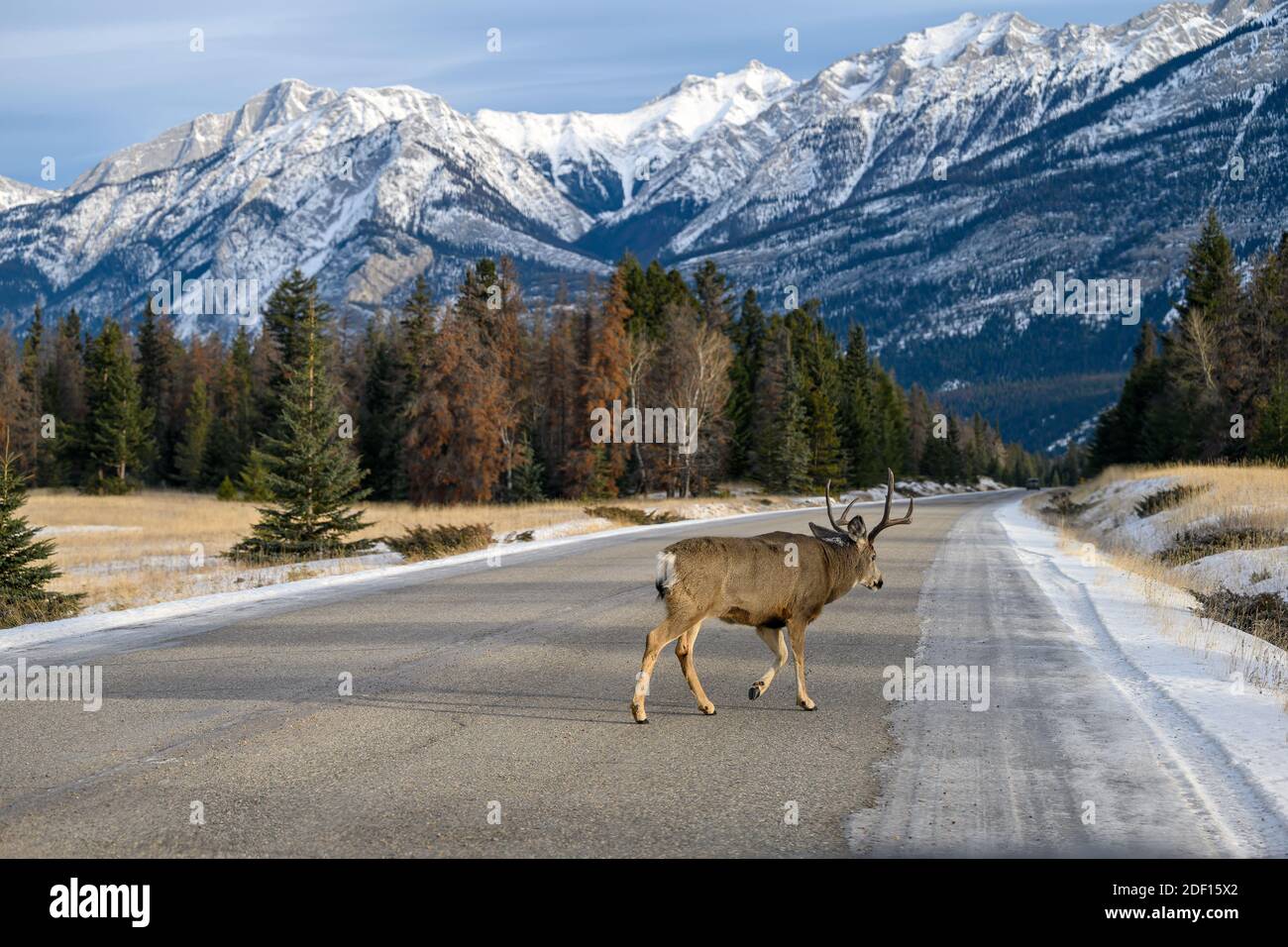 Mule deer (Odocoileus hemionus) buck crossing and walking on an icy ...