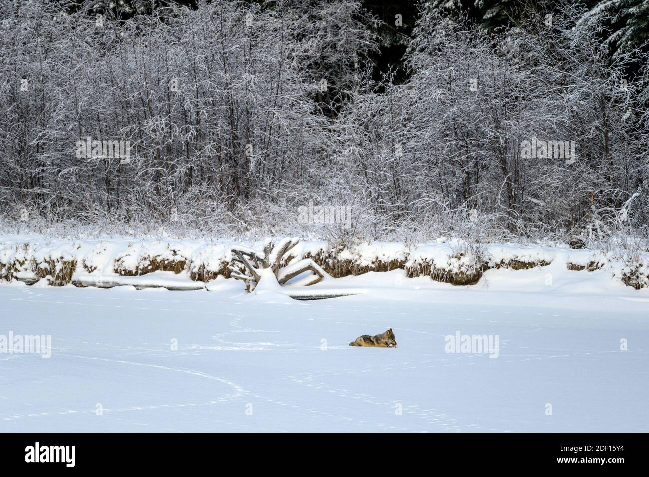 Winter scene of a wolf (Canis lupus) hunting in their original habitat ...