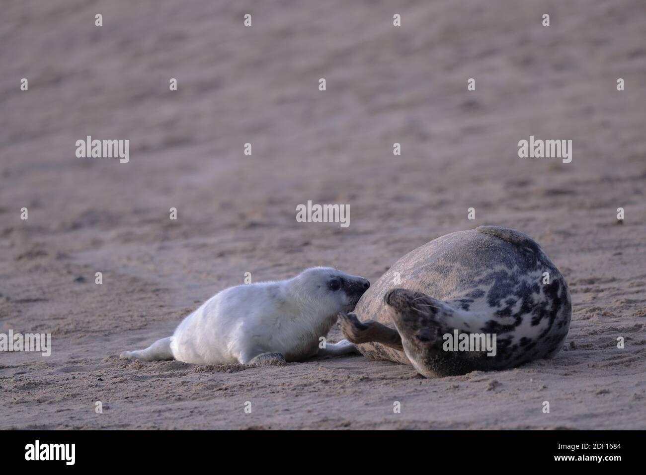 The grey seal is found on both shores of the North Atlantic Ocean. It ...