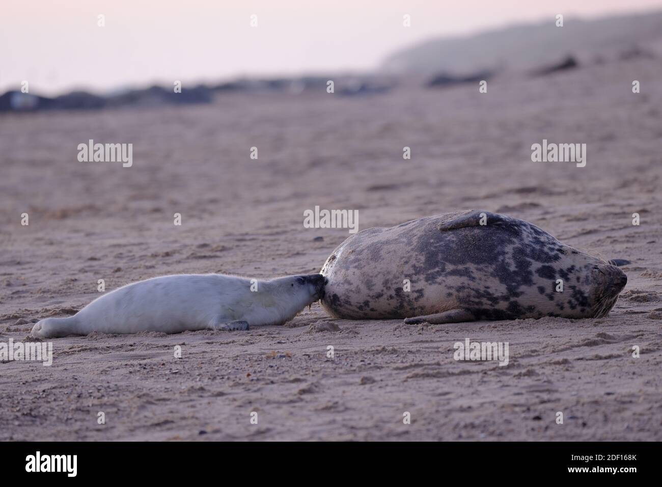 The grey seal is found on both shores of the North Atlantic Ocean. It ...