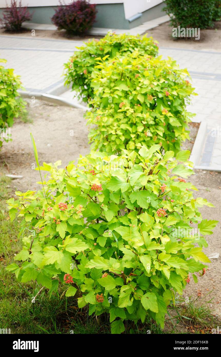 A vertical image of bushes along a path Stock Photo - Alamy