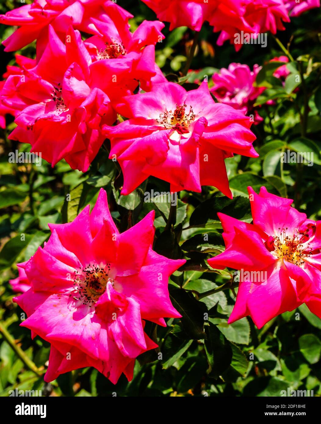 Fully bloomed red rose hi-res stock photography and images - Alamy