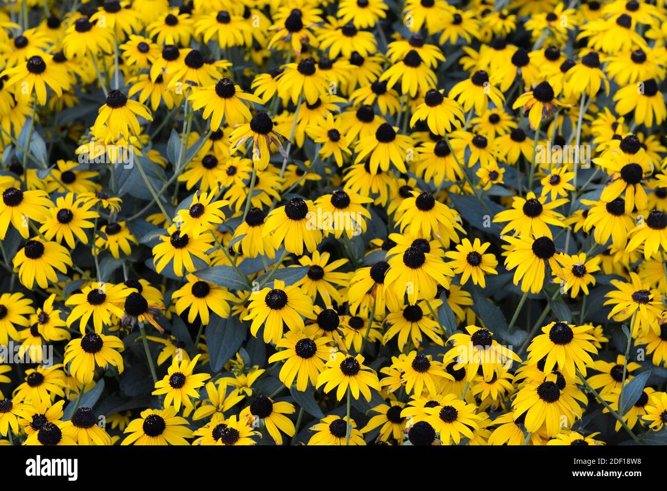 Municipal planting hi-res stock photography and images - Alamy