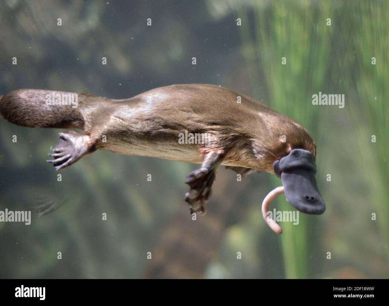 Tasmania , platypus eating worm Stock Photo - Alamy