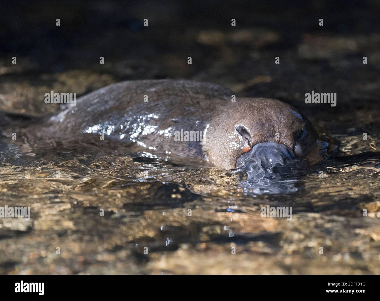 Platypus swimming in a Tasmanian creek, Australia Stock Photo - Alamy