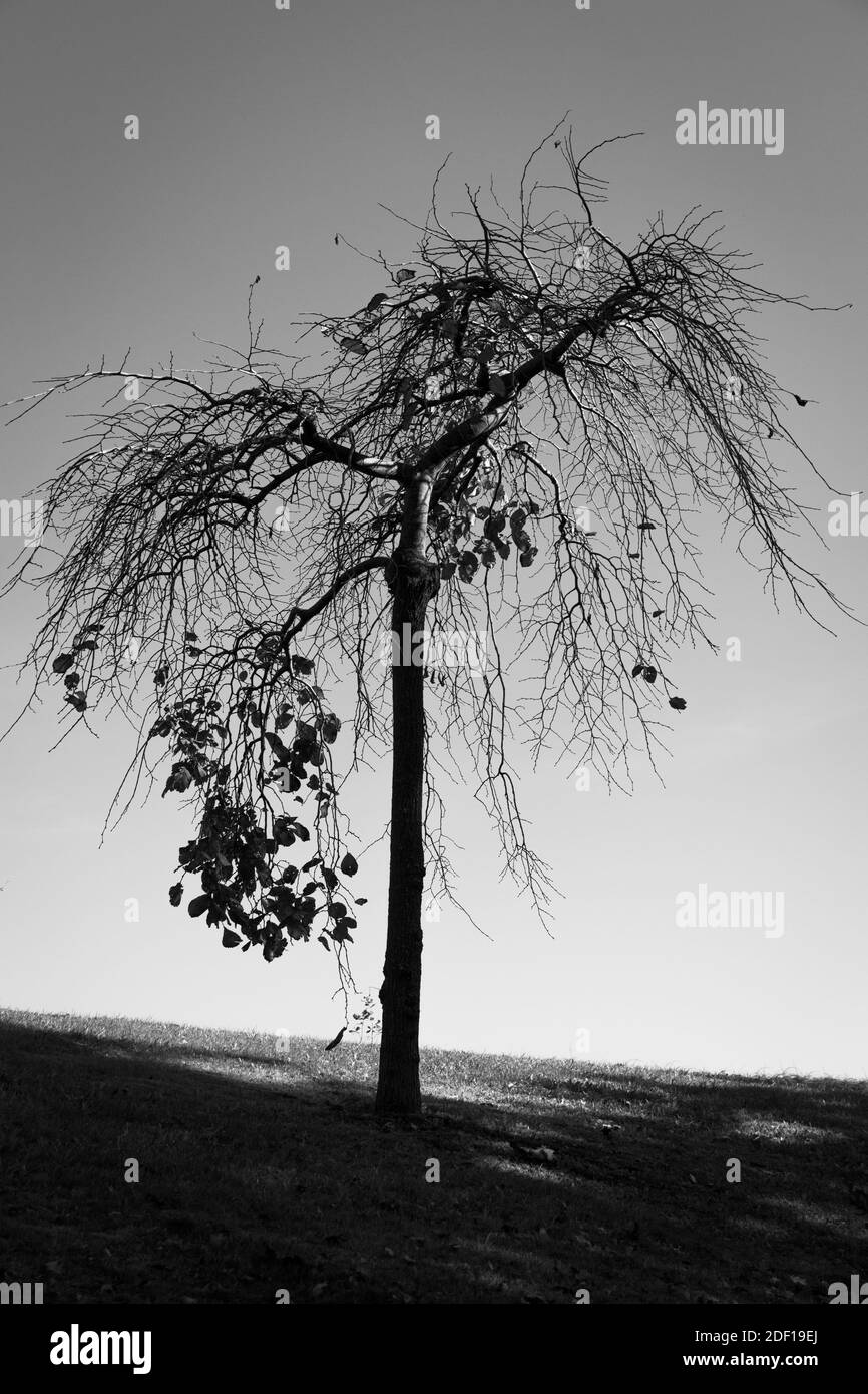Tree without leaves on hillside on the shade. Black and white ...