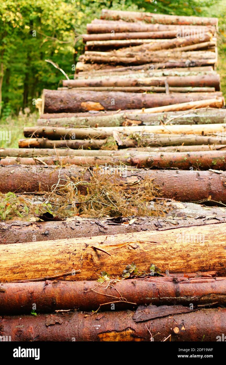 The pile of logs on the ground in the forest - perfect for background ...