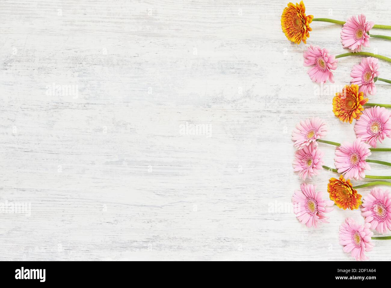 Pink gerberas on white background. Flower Background for ...