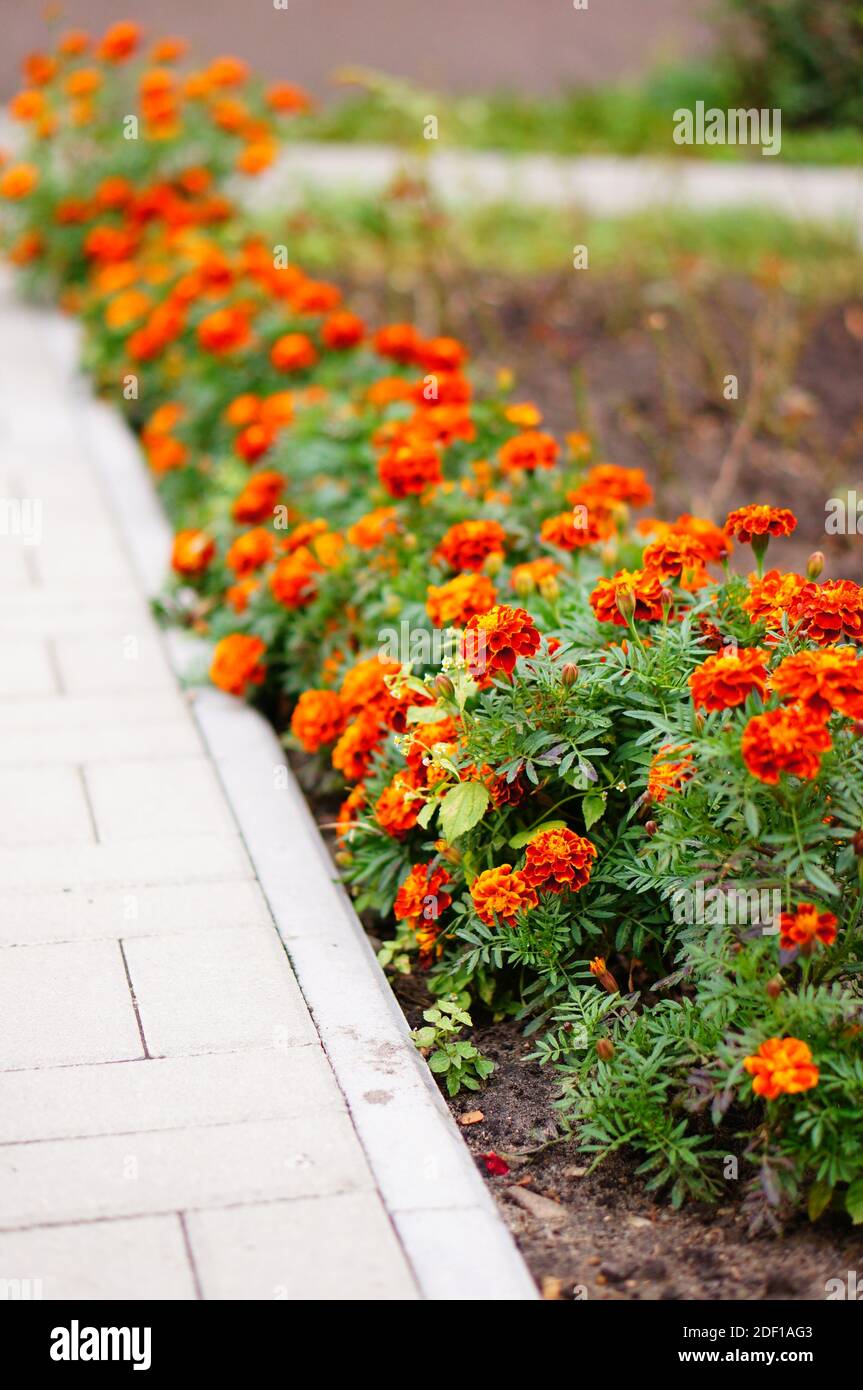 A soft focus shot of a row of marigold along a pathway in a park Stock Photo - Alamy
