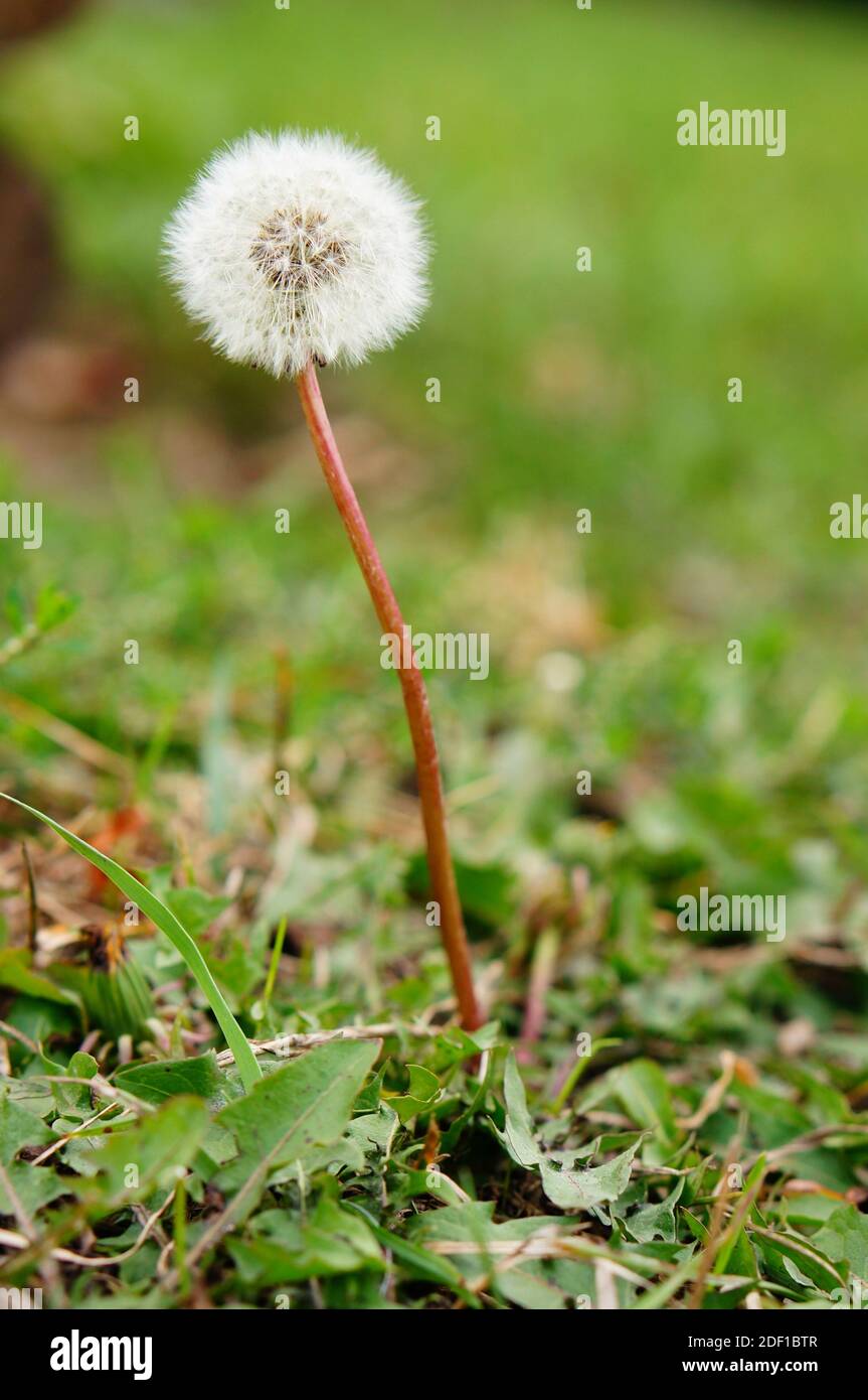 A shallow focus vertical shot of a fluffy dandelion flower with a ...