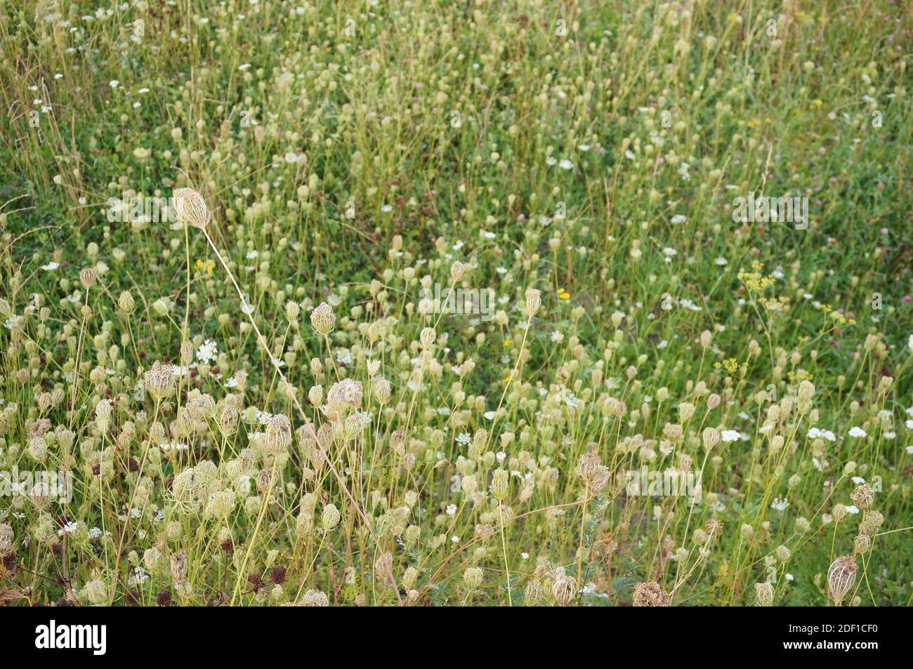 A field of grasses with round flowers Stock Photo - Alamy