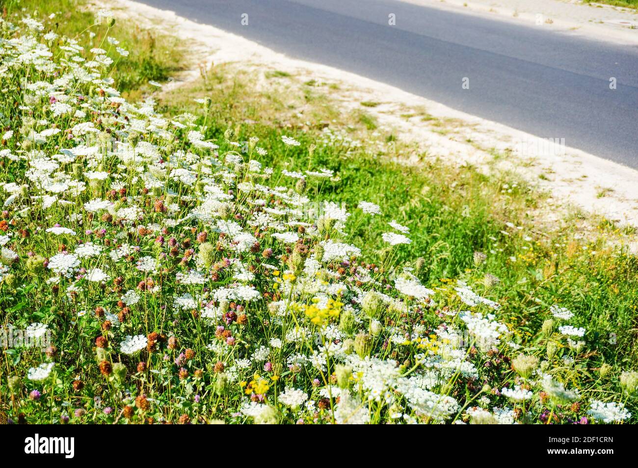 A beautiful shot of a field of flowers growing at the side of a road ...