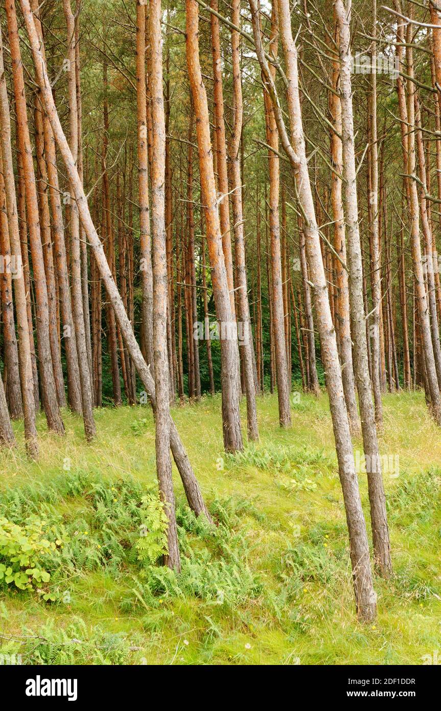 A vertical shot of the tall trees in the forest - perfect for ...