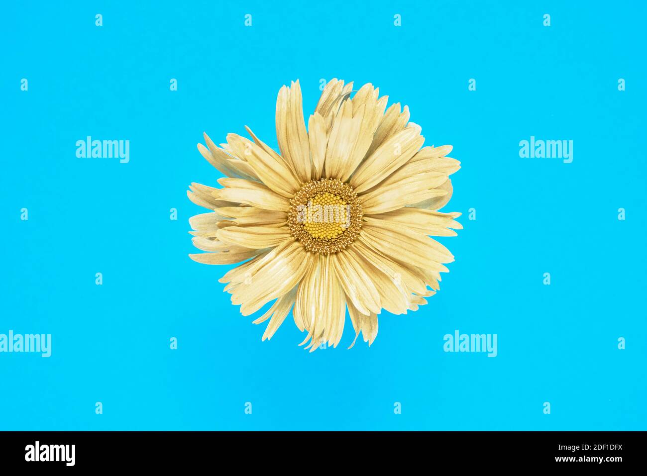 Golden color flower. Golden Daisy flower on blue background. Top view ...