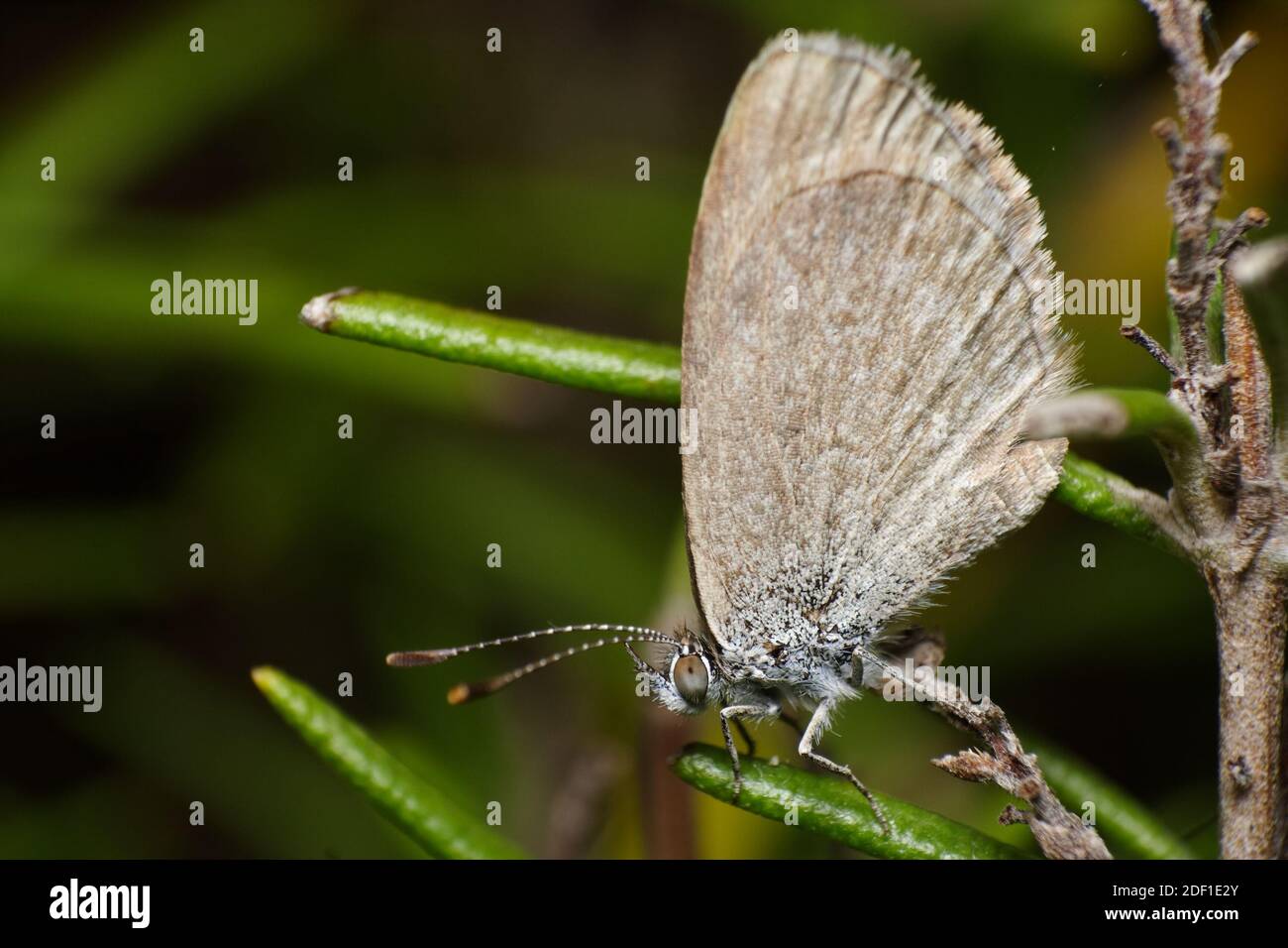 Common Grass Butterfly (Zizina labradus Stock Photo - Alamy