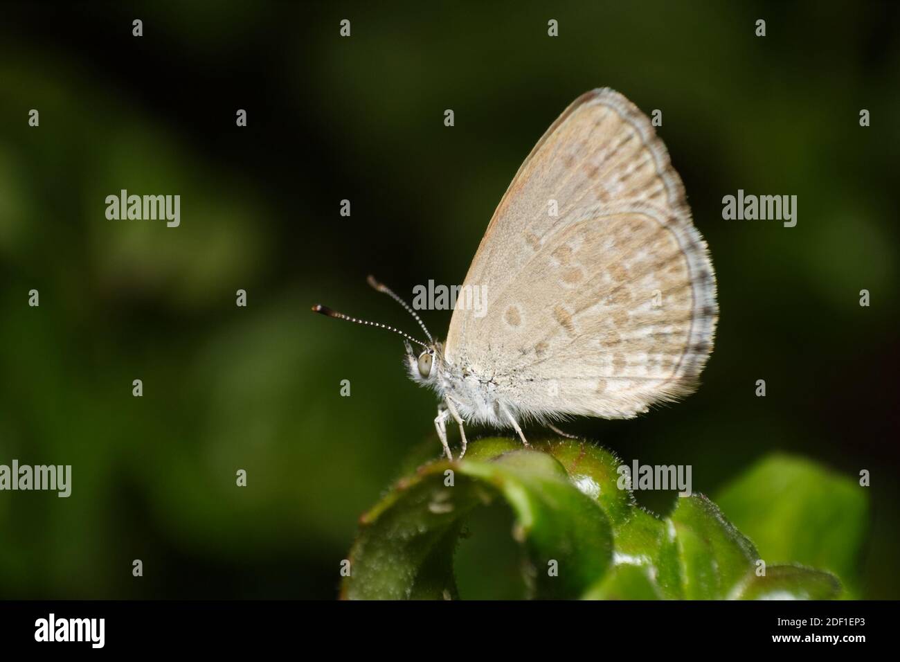 Common grass blue butterfly australia hi-res stock photography and ...