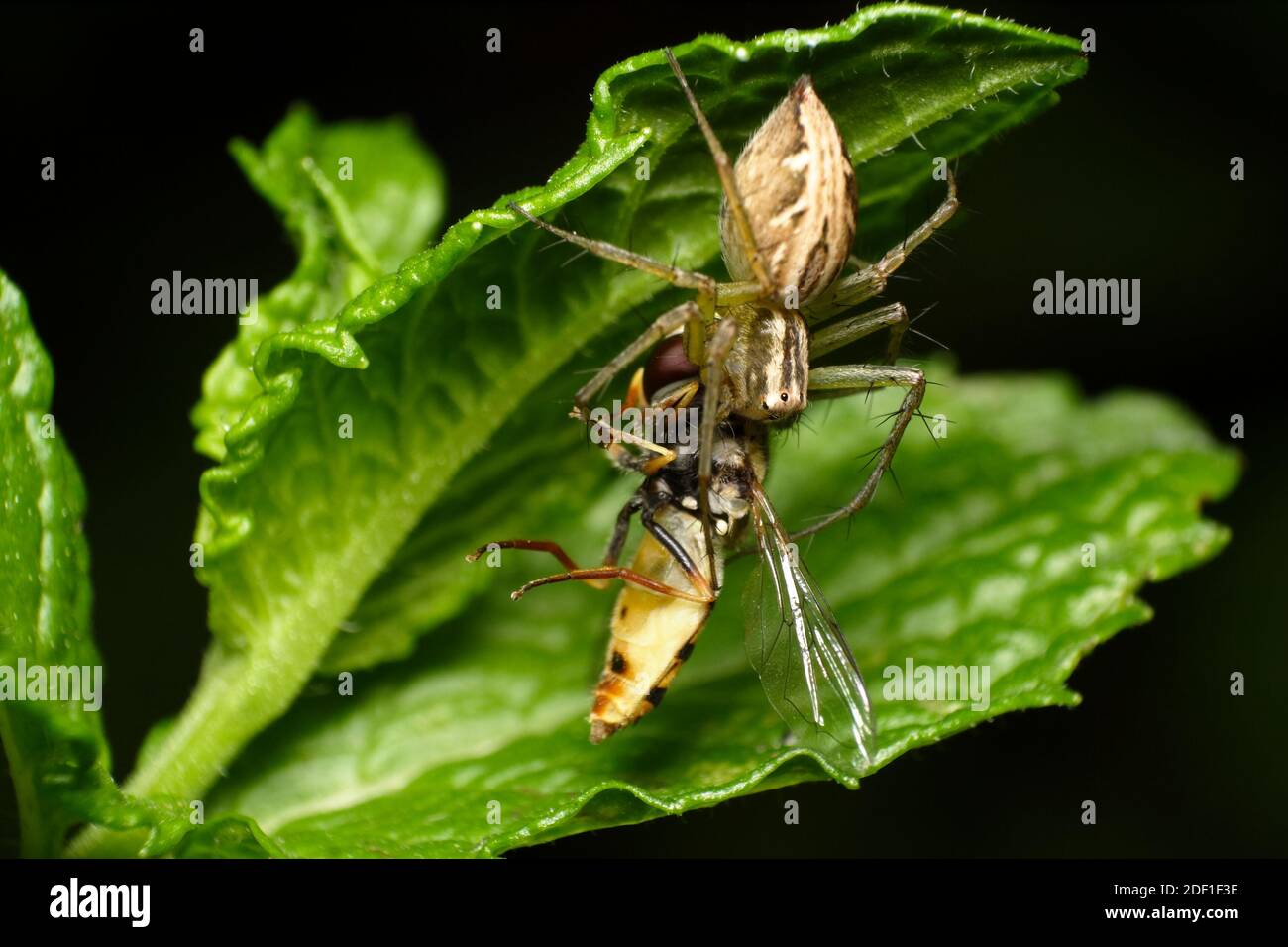Lynx Spider (Oxyopes sp) with captured Hover Fly prey Stock Photo - Alamy