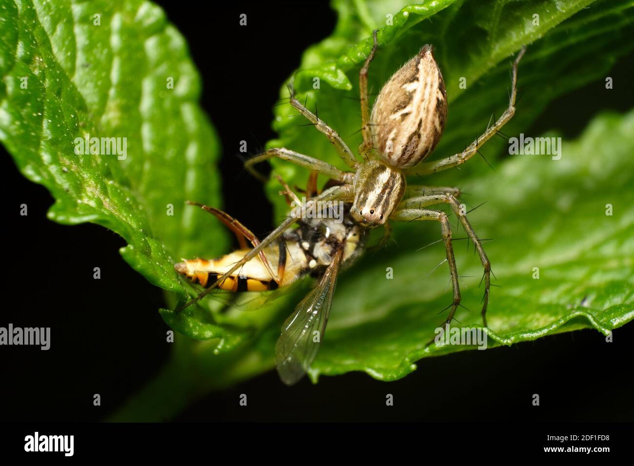 Lynx Spider (Oxyopes sp) with captured Hover Fly prey Stock Photo - Alamy