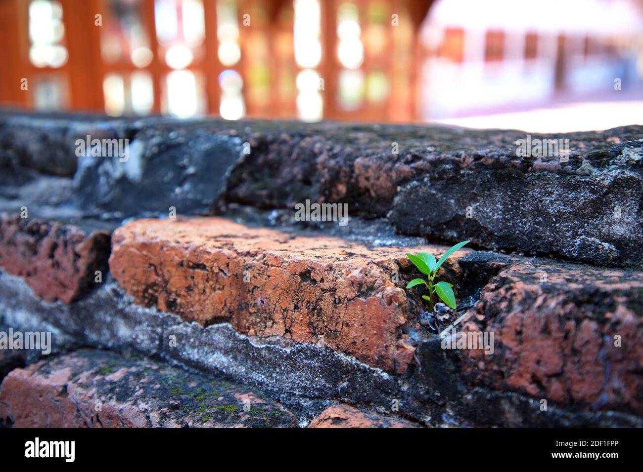 Old trees sprout hi-res stock photography and images - Alamy