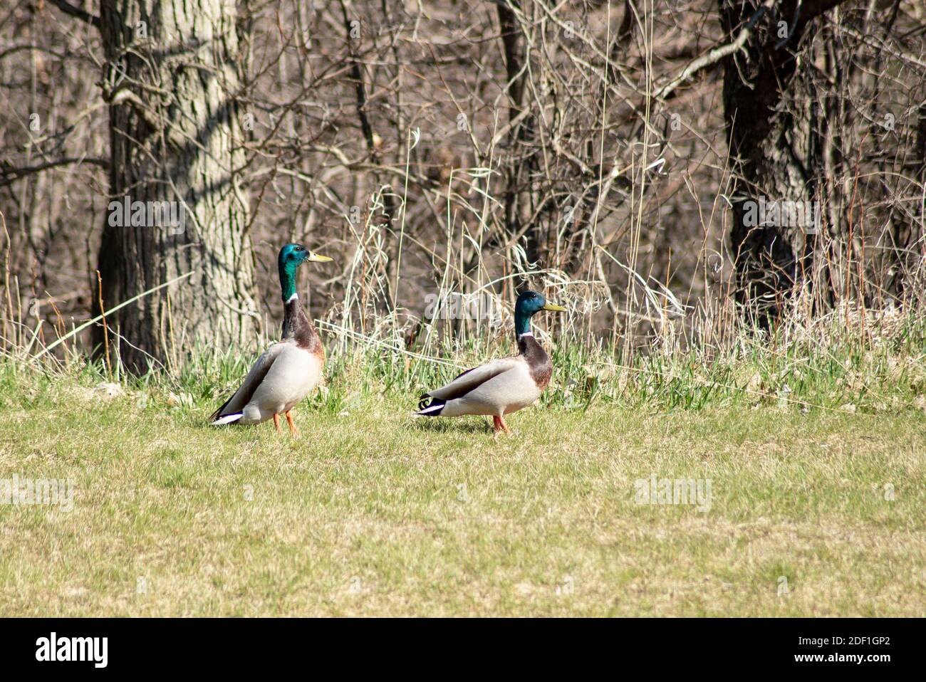 Midwest wildlife hi-res stock photography and images - Alamy