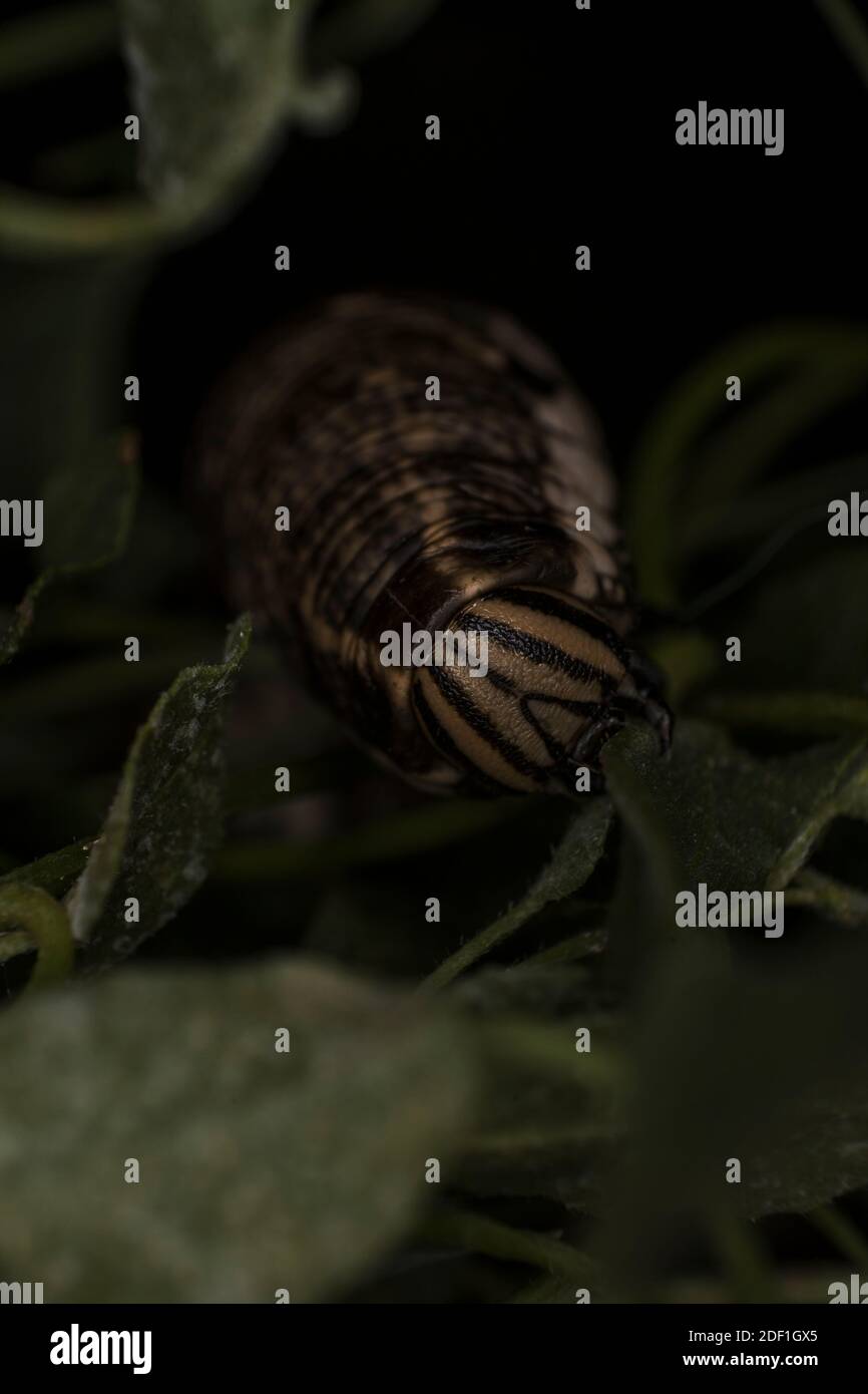 Potato caterpillar hi-res stock photography and images - Alamy